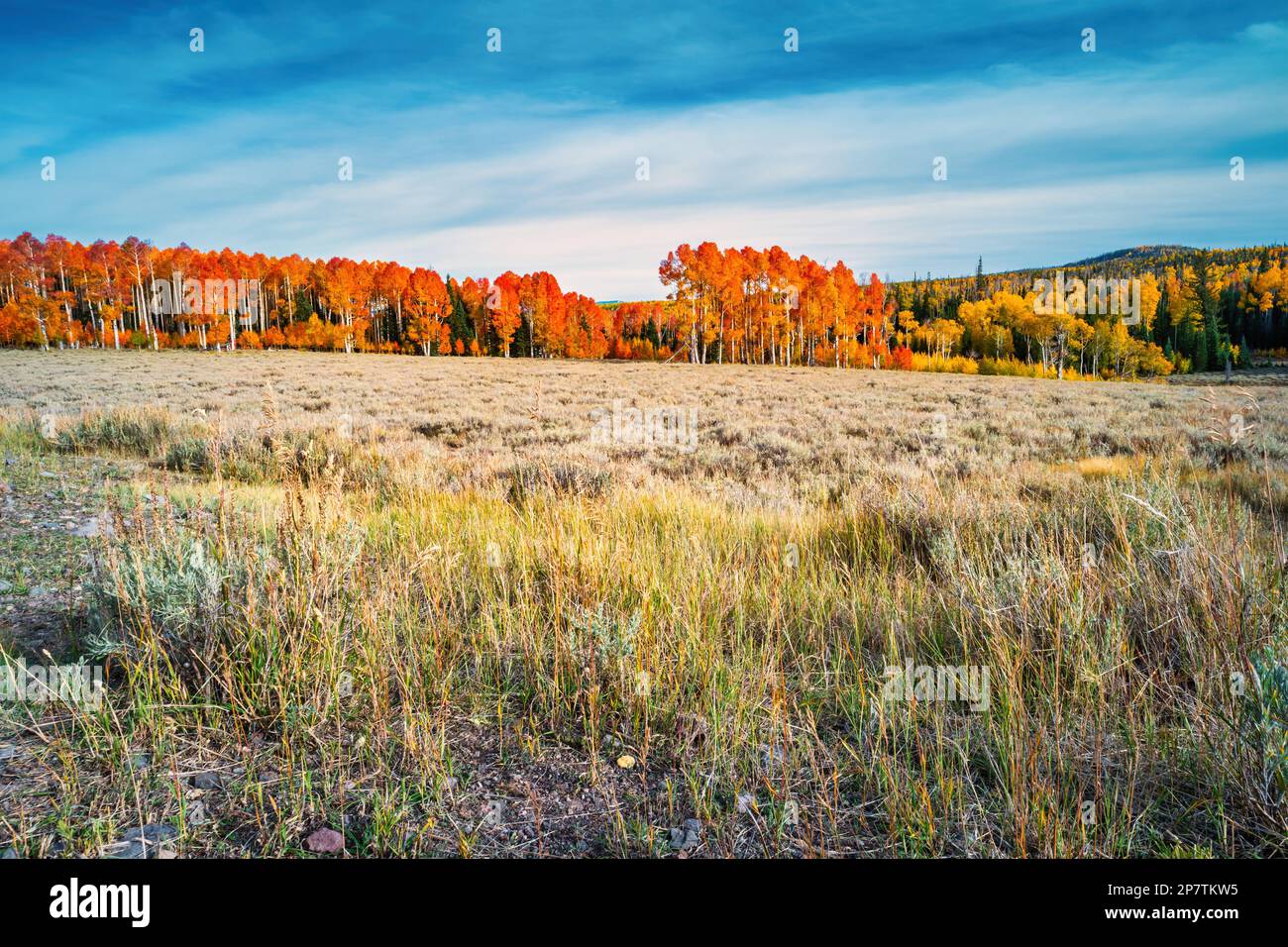 Fall colors in Cedar Breaks National Monument in Utah, USA Stock Photo ...