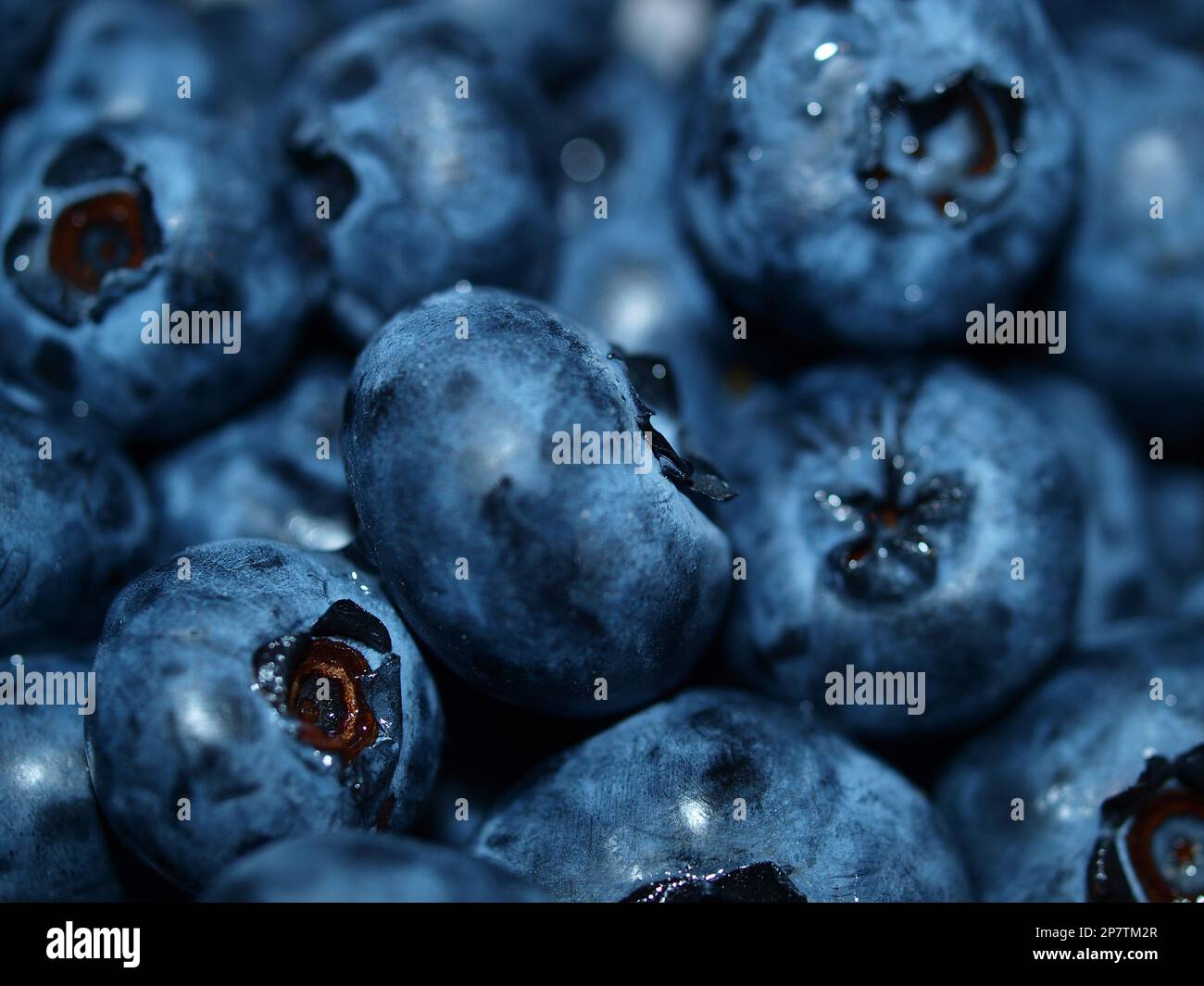 Blueberry macro photo, blueberry background Stock Photo - Alamy