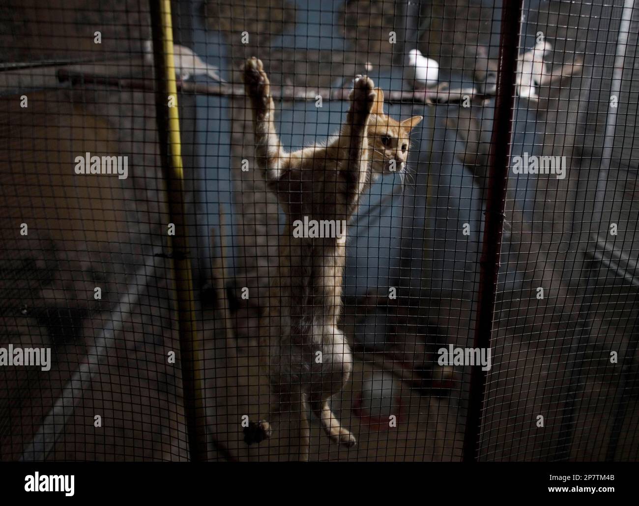 In this picture taken Saturday, Nov. 7, 2009, a domestic cat - an ...