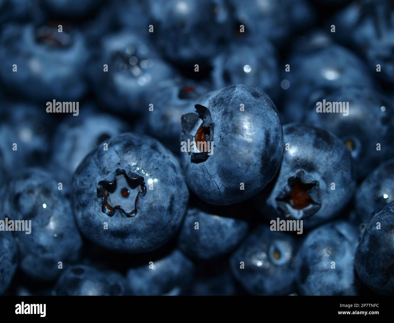 Blueberry macro photo, blueberry background Stock Photo - Alamy