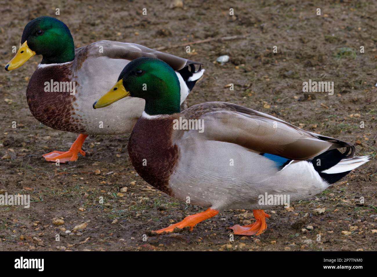 A beautiful Mallard (Male) pair on a winter morning. The male is easily ...