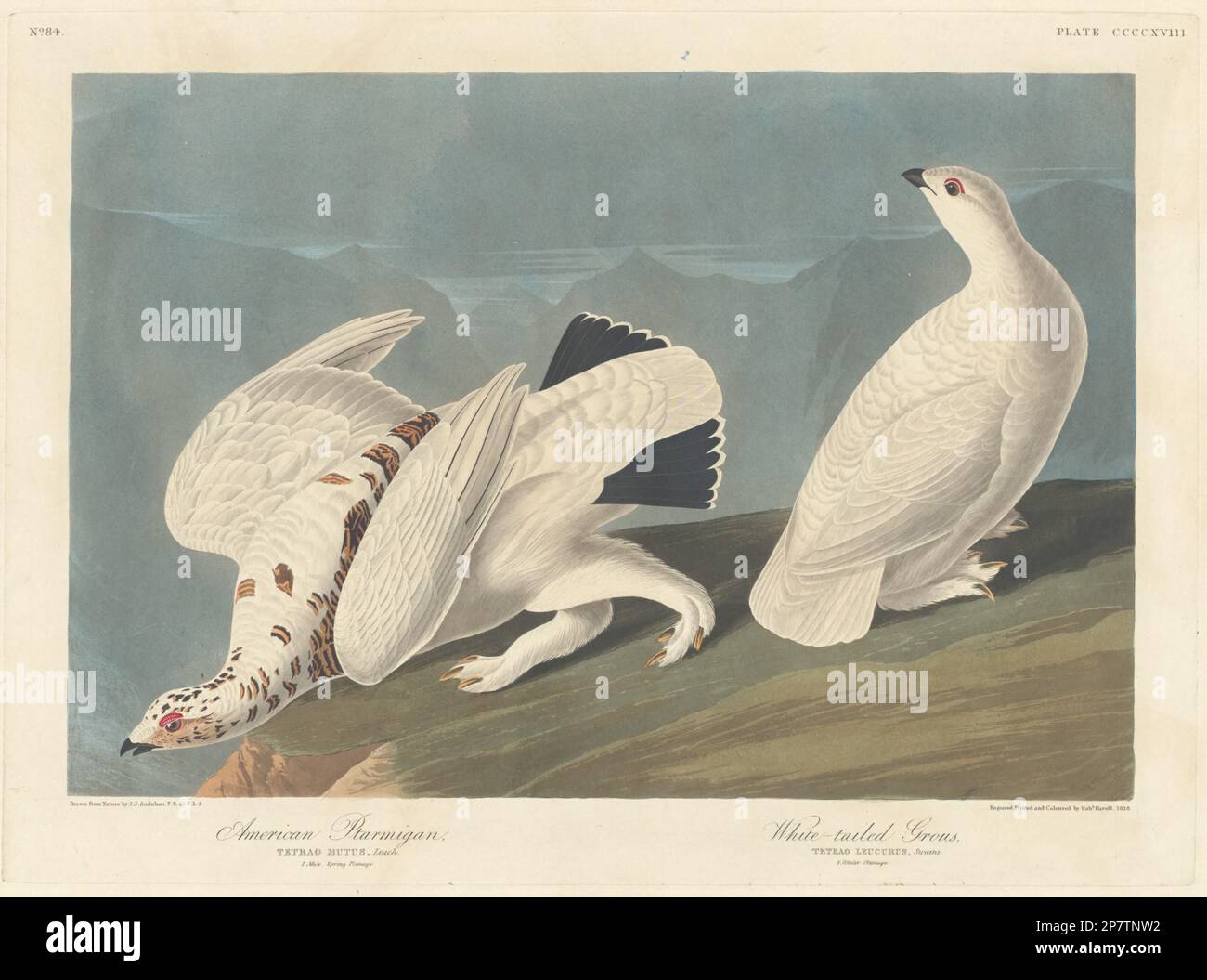 American Ptarmigan and White-tailed Grous, 1838 by Robert Havell after ...