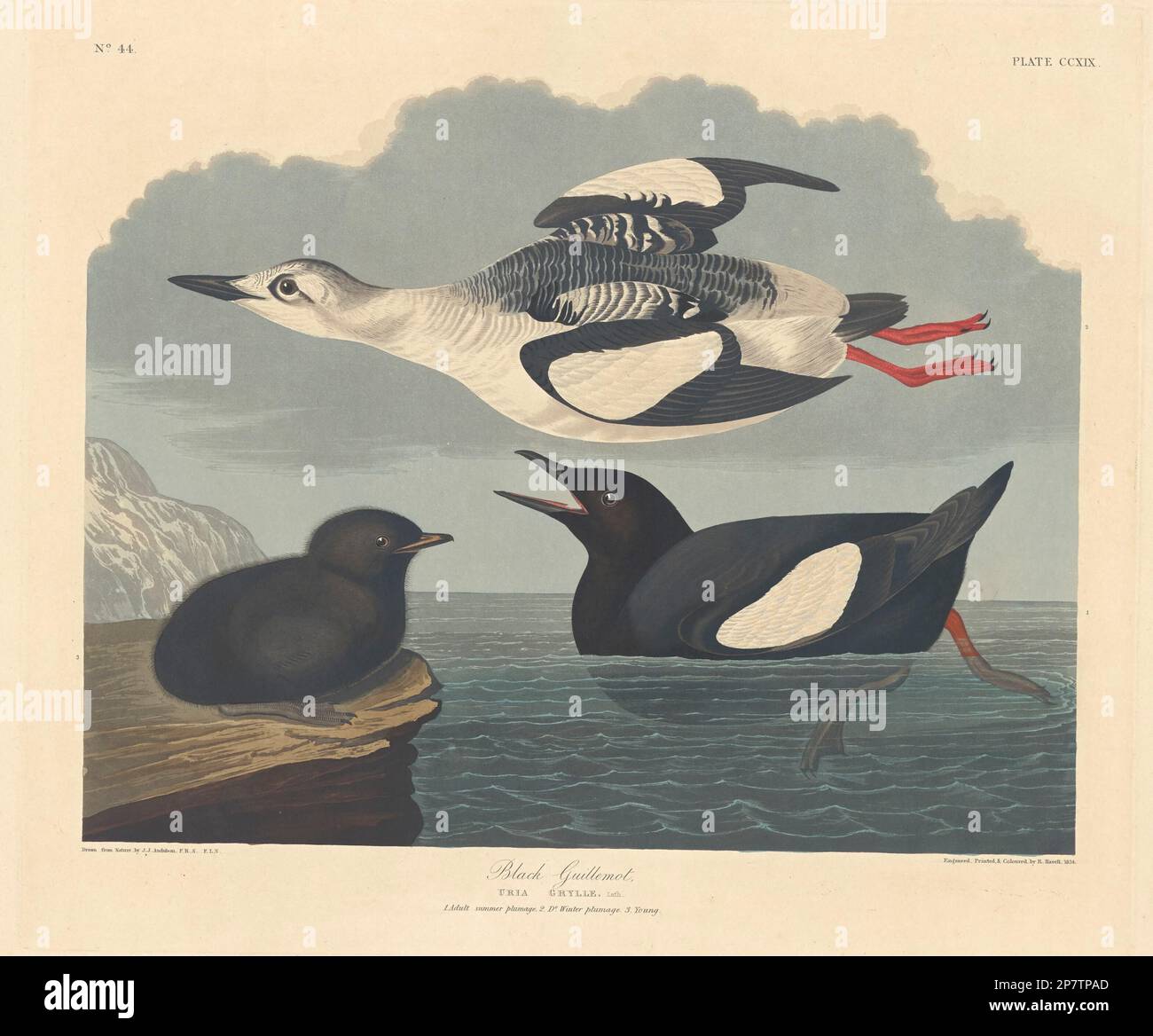 Guillemot painting hi-res stock photography and images - Alamy