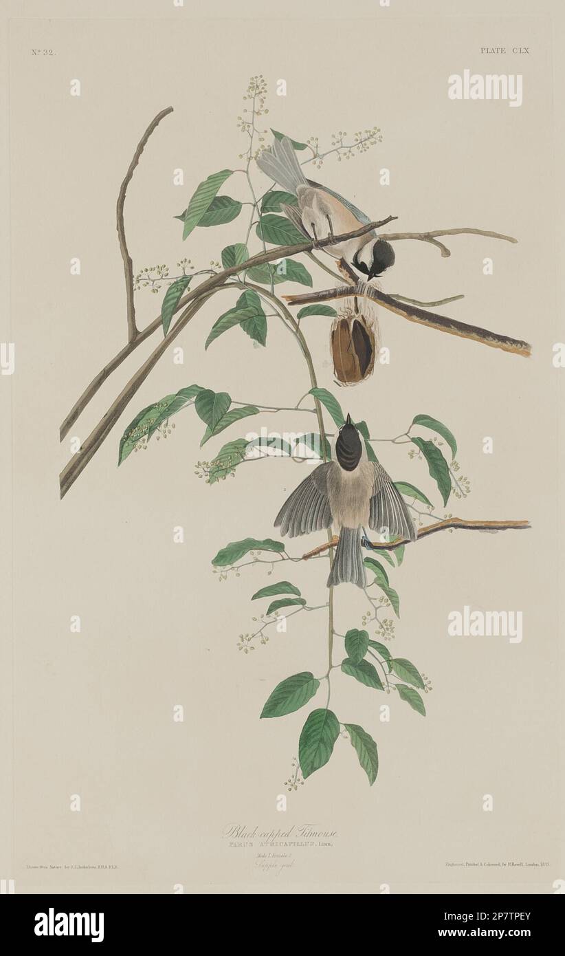 Black capped titmouse hi-res stock photography and images - Alamy