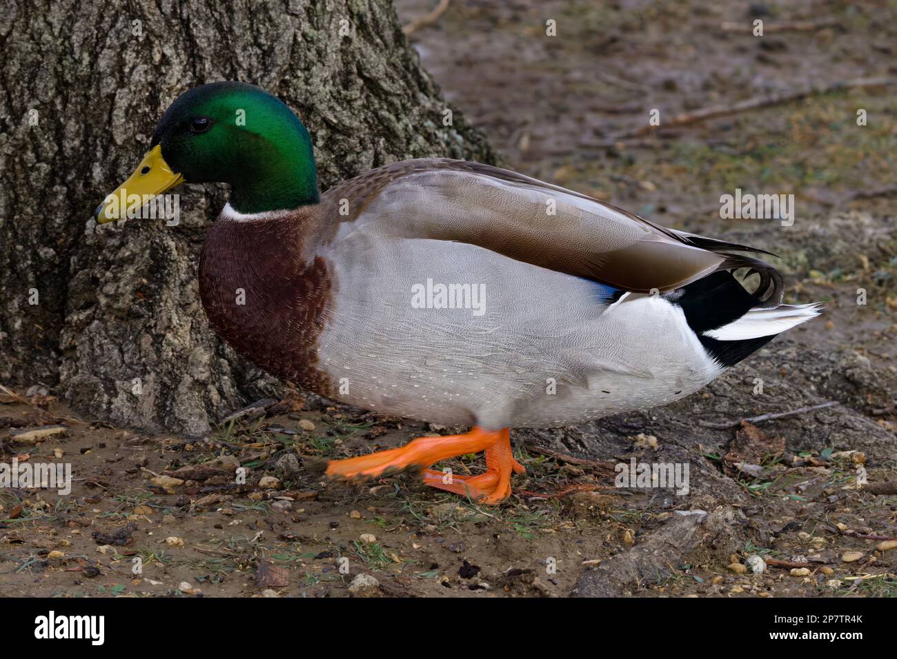 A beautiful Mallard (Male) on a winter morning. The male is easily ...