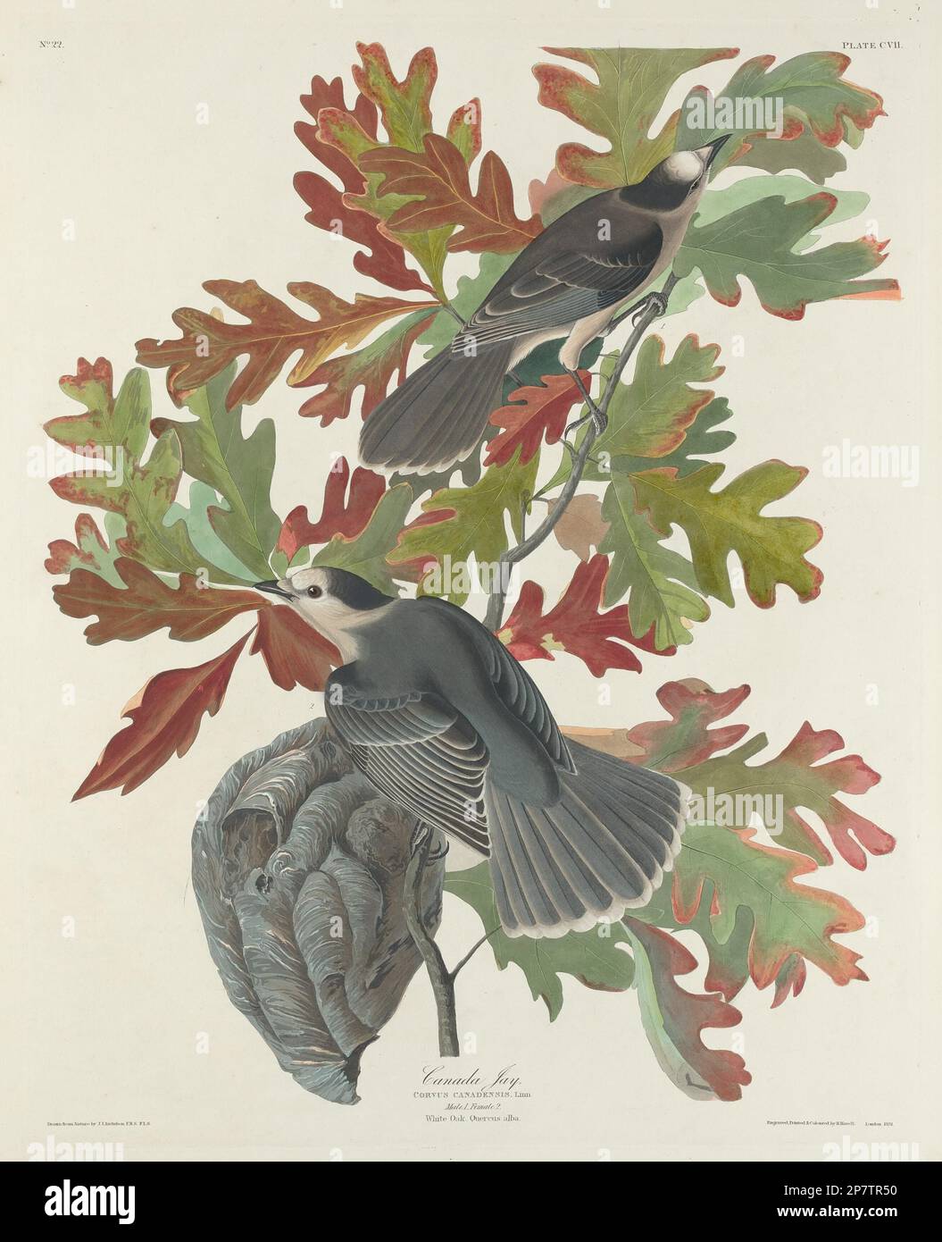 John jay audubon hi-res stock photography and images - Alamy