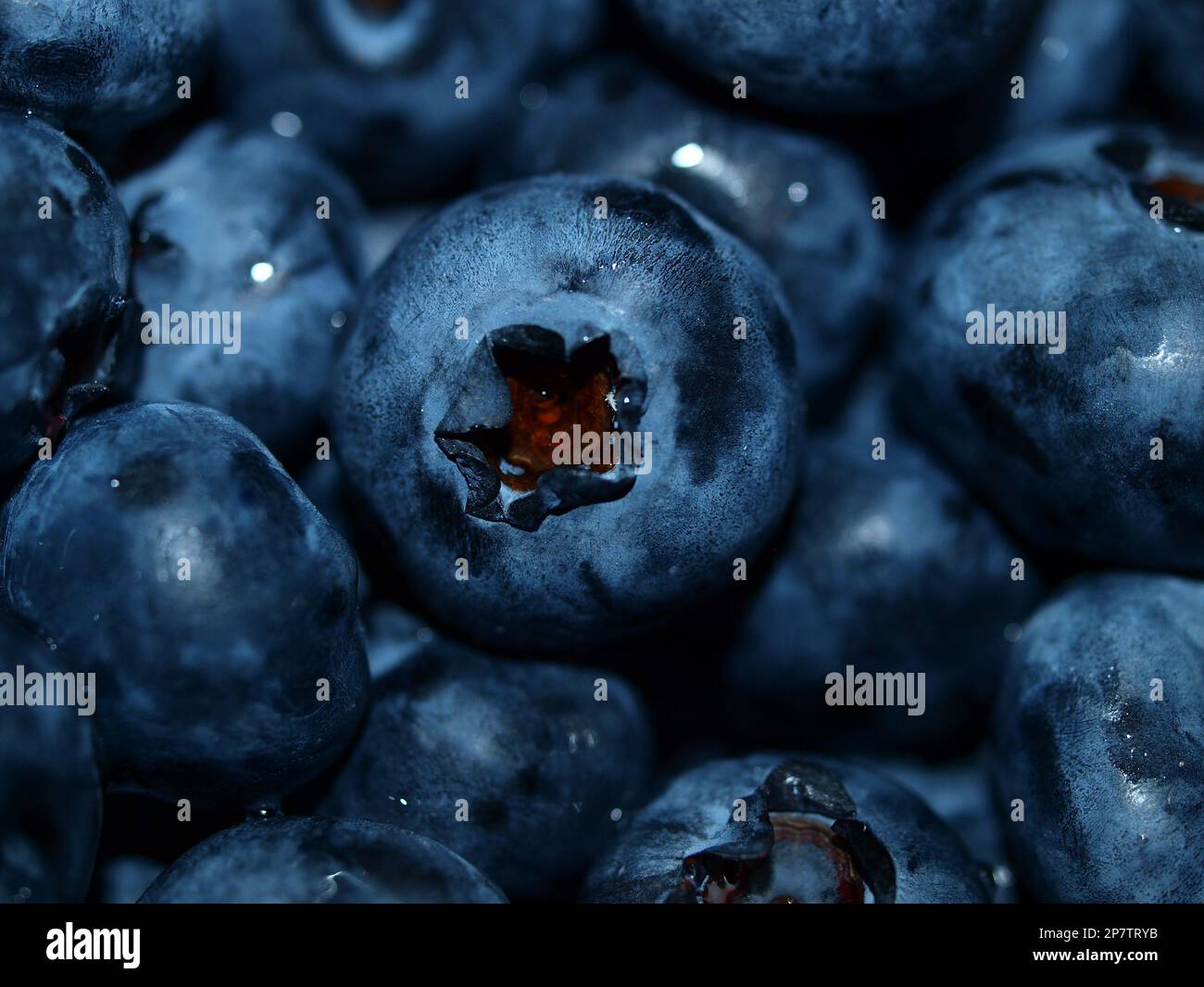 Blueberry macro photo, blueberry background Stock Photo - Alamy