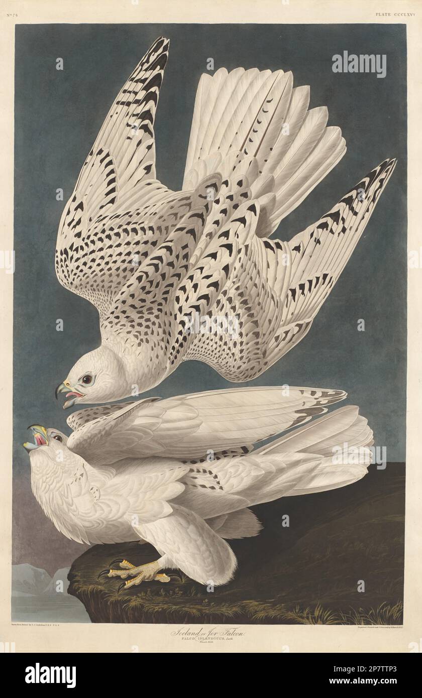 Iceland or Jer Falcon, 1837 by Robert Havell after John James Audubon ...
