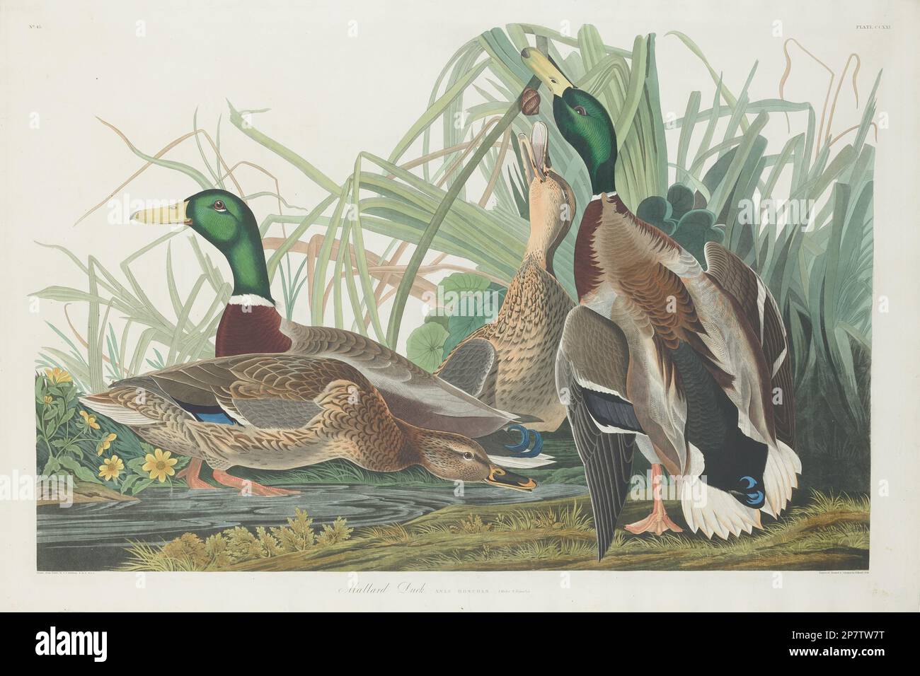John mallard hi-res stock photography and images - Alamy