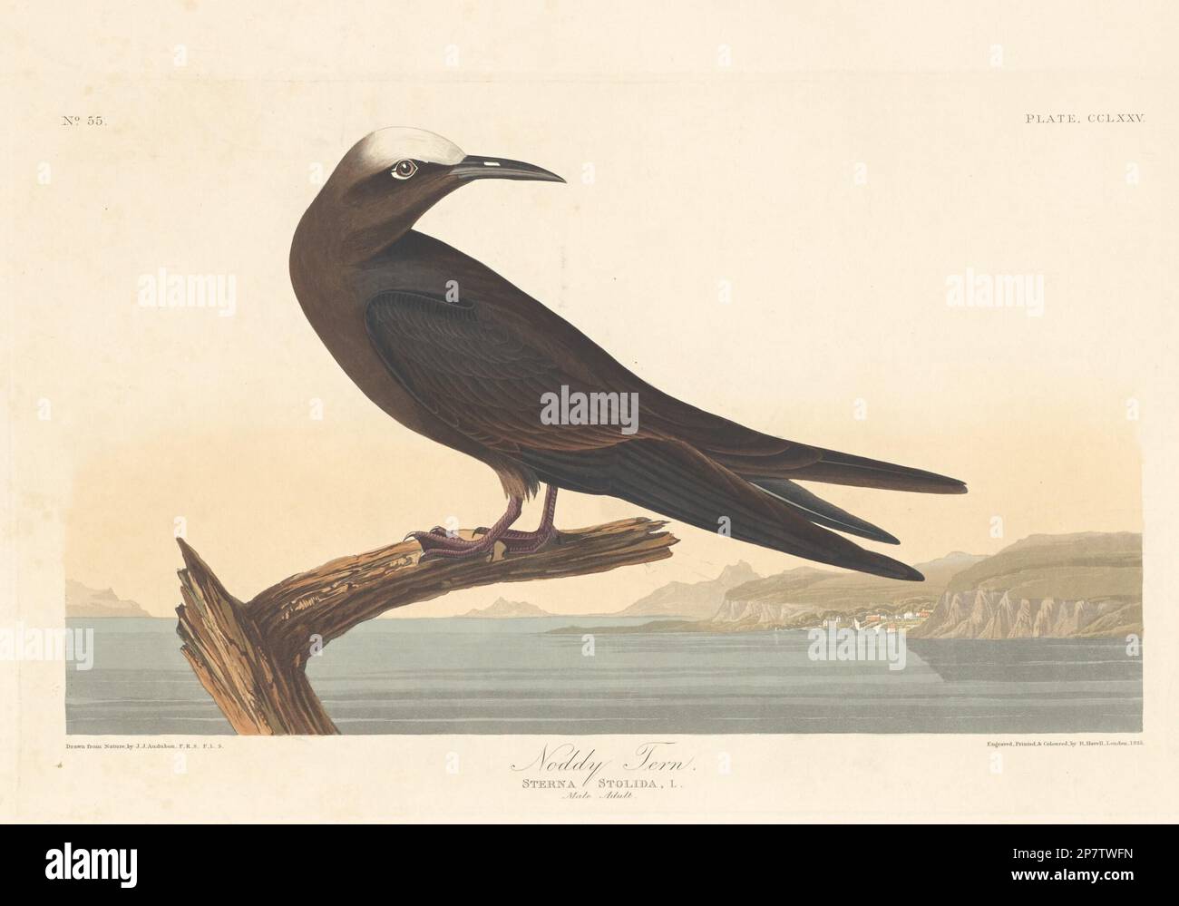 Tern gallery hi-res stock photography and images - Alamy