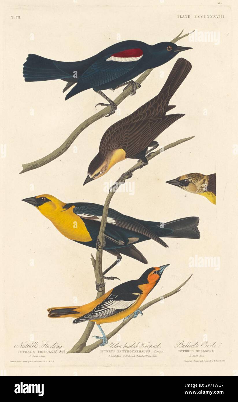 Nuttall's Starling, Yellow-headed Troopial and Bullock's Oriole, 1837 ...