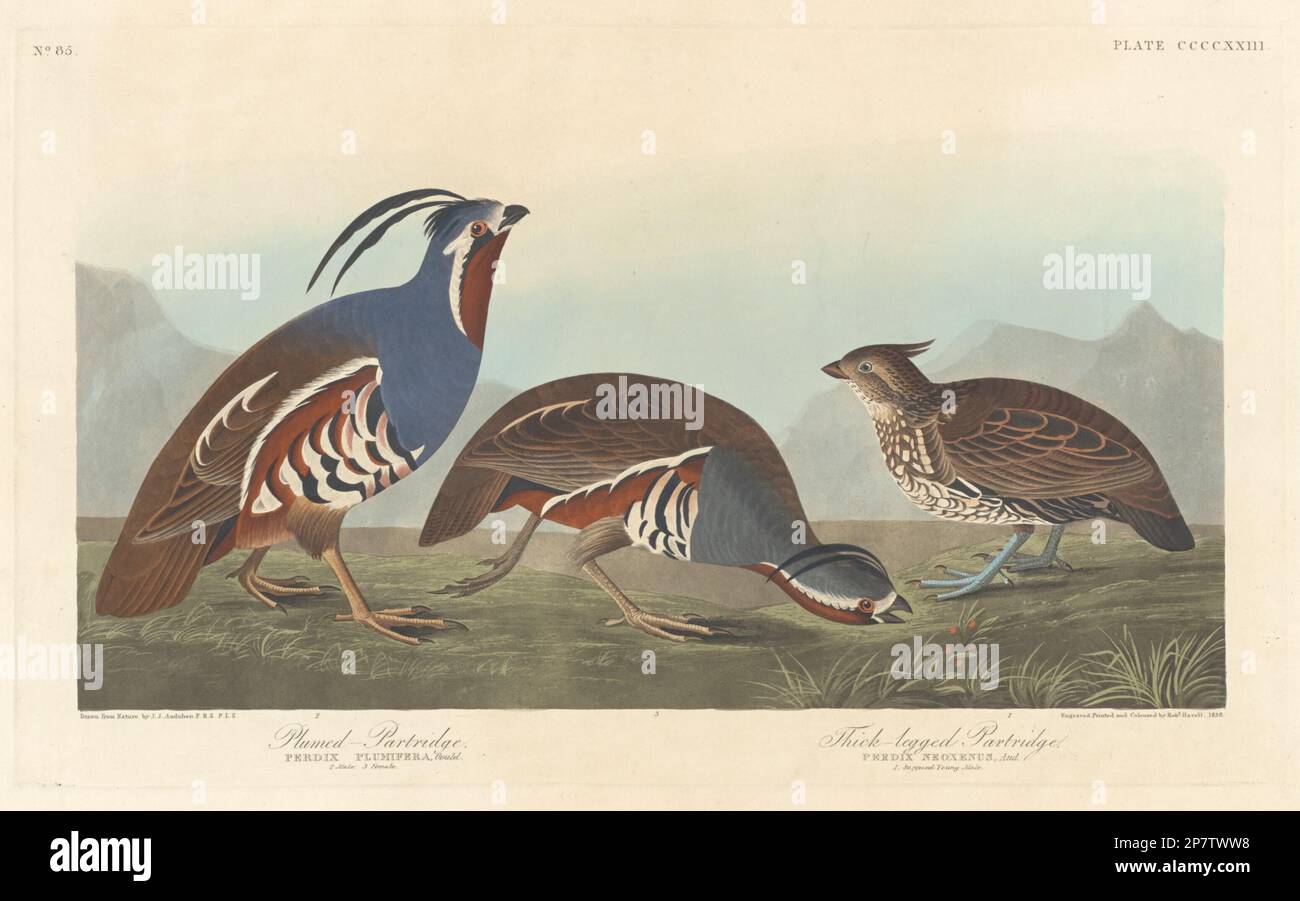 Plumed Partridge and Thick-legged Partridge, 1838 by Robert Havell ...
