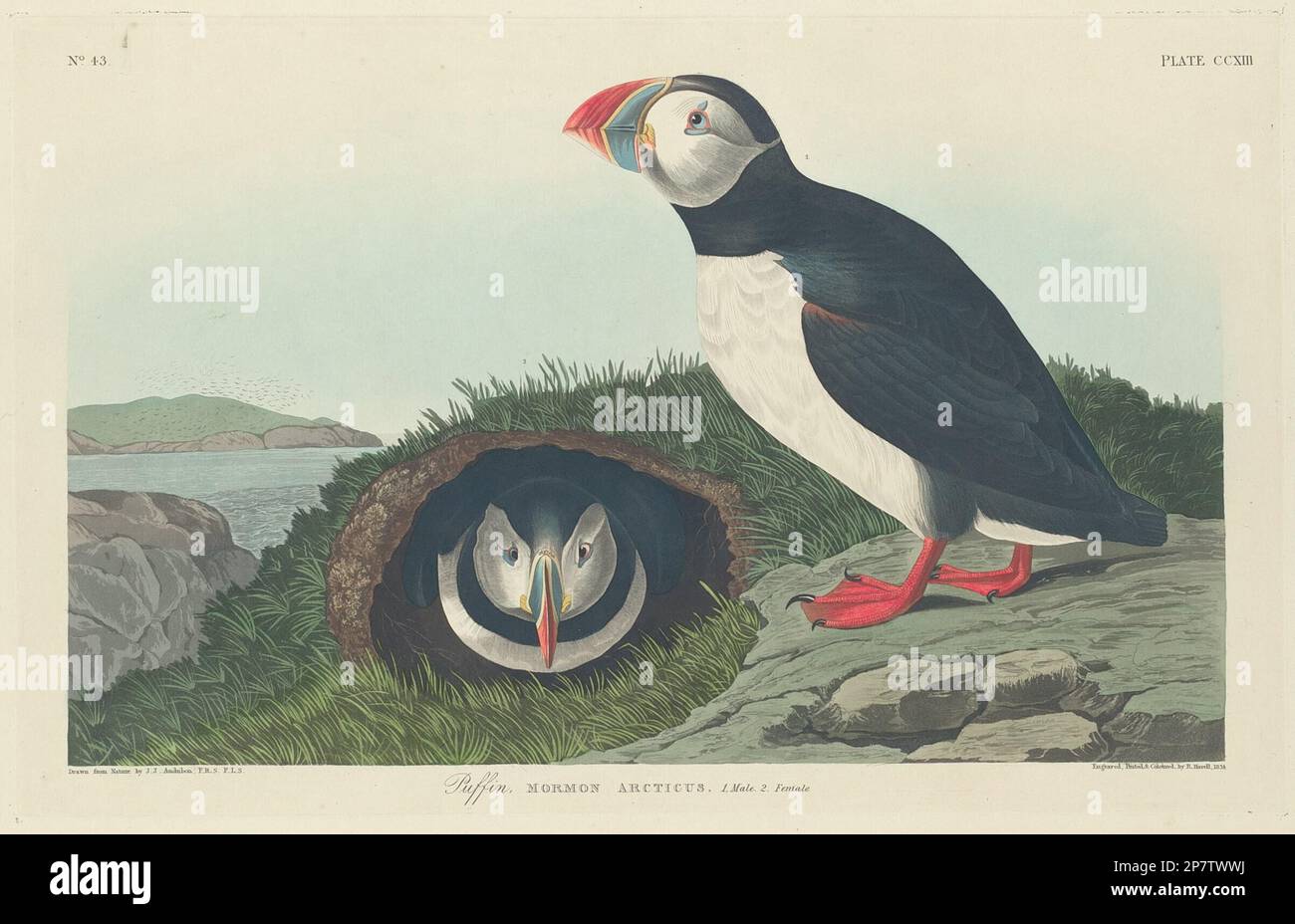 Puffin, 1834 by Robert Havell after John James Audubon Stock Photo - Alamy
