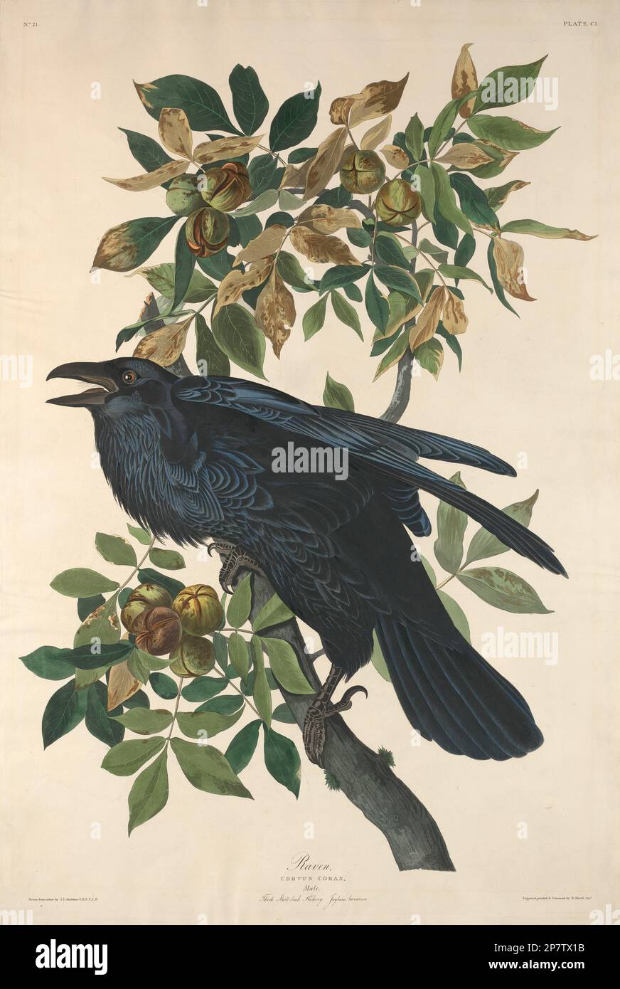 Raven, 1831 by Robert Havell after John James Audubon Stock Photo - Alamy