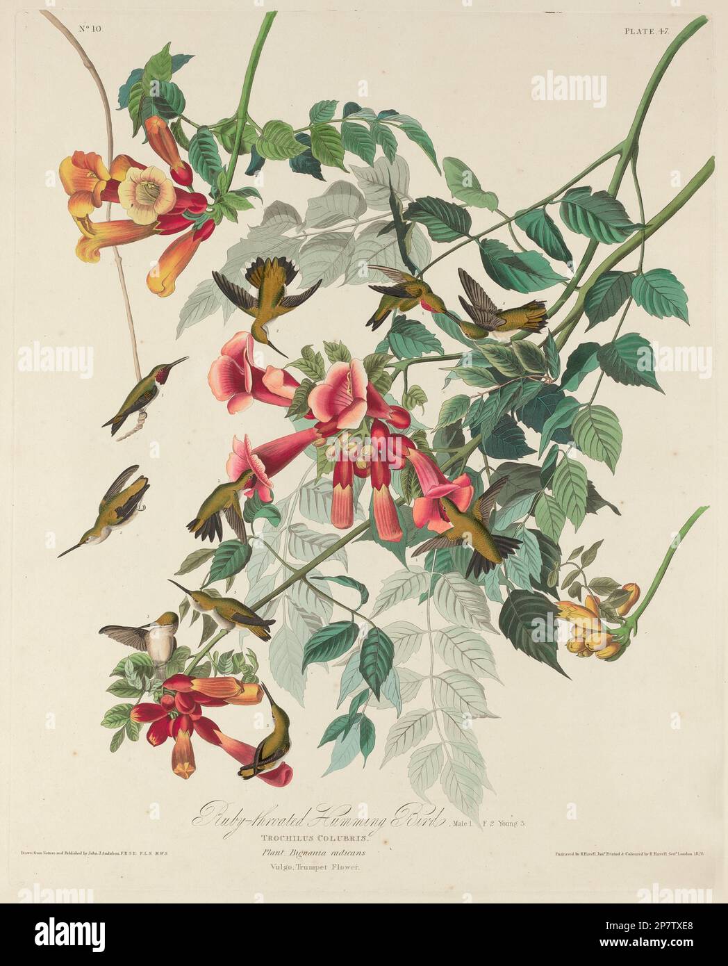 Ruby-throated Humming Bird, 1828 by Robert Havell after John James ...