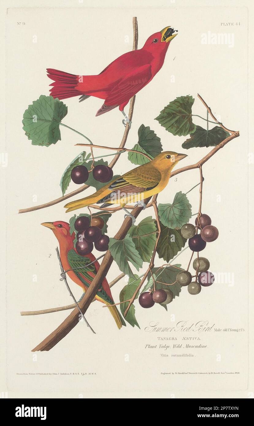Summer Red Bird, 1828 by Robert Havell after John James Audubon Stock ...