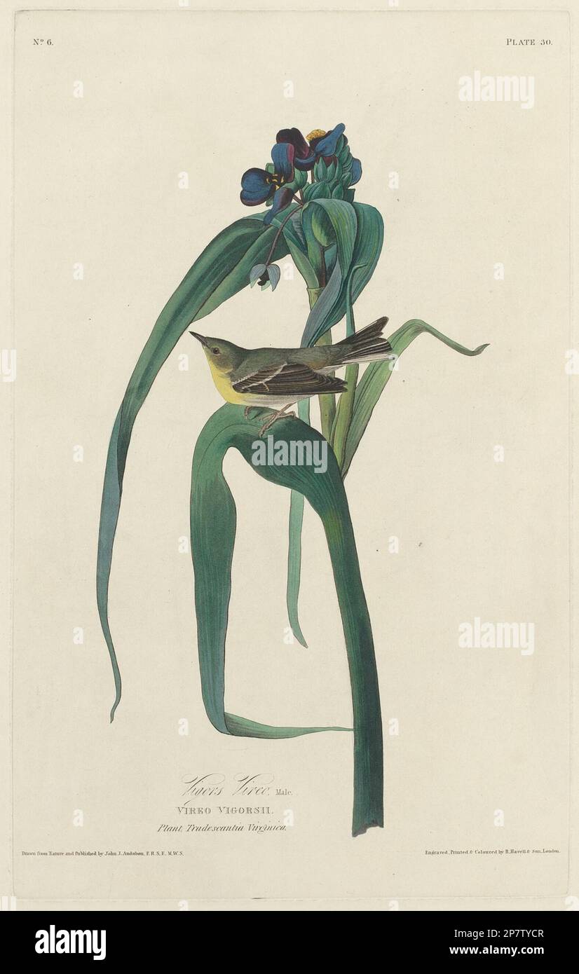 Vigors vireo hi-res stock photography and images - Alamy