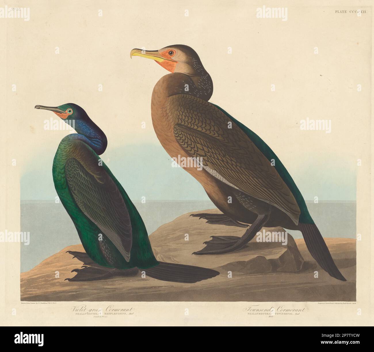 Violet-green Cormorant and Townsend's Cormorant, 1838 by Robert Havell ...