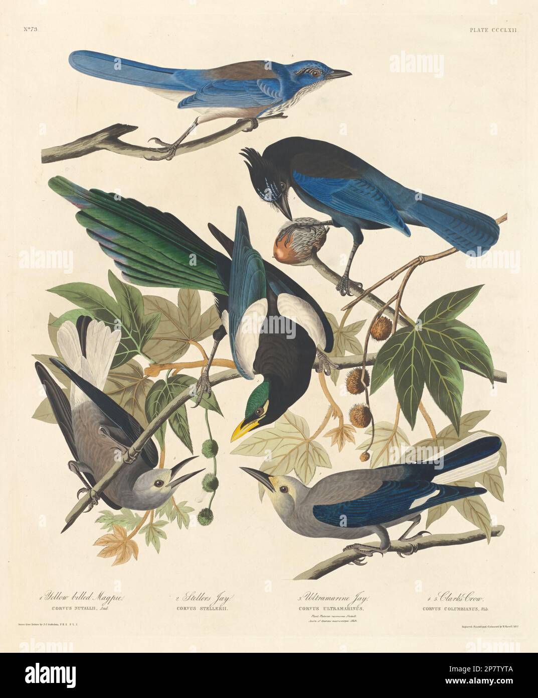 Yellow-billed Magpie, Stellers Jay, Ultramarine Jay and Clark's Crow ...