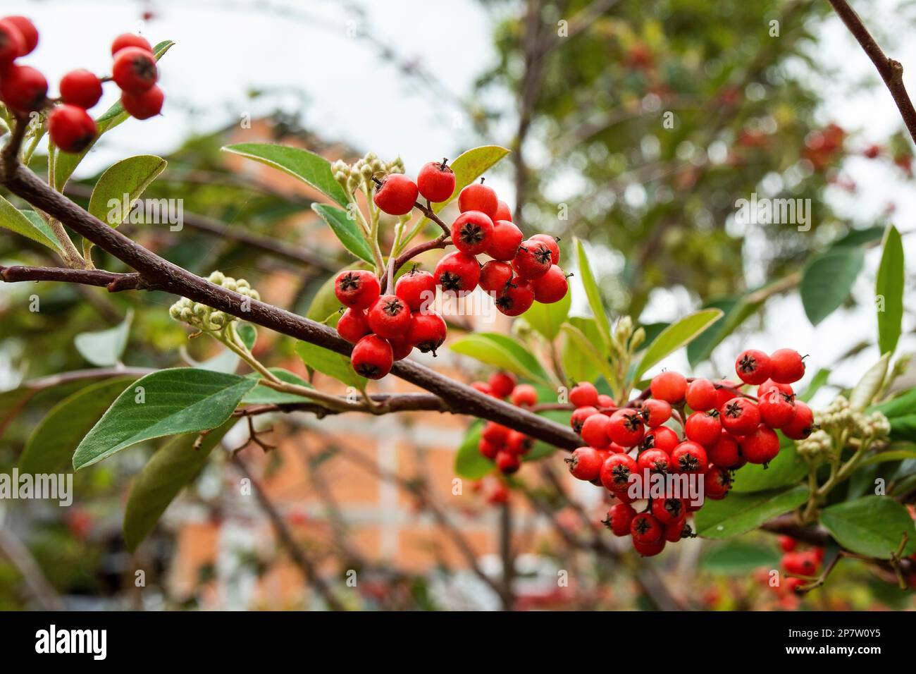 Pyracantha fortuneana - Chinese pyracanthus, small shrub, recognizable ...