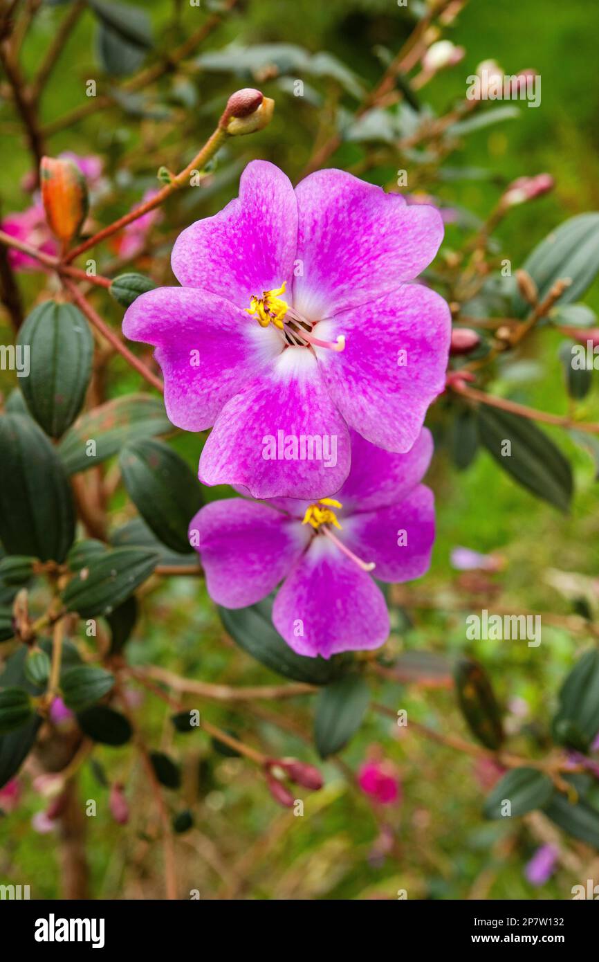 Flower of may or siete cueros is a medium-sized ornamental tree ...