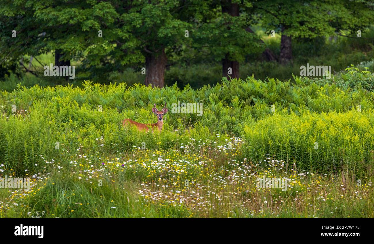 White-tailed buck in a northern Wisconsin meadow Stock Photo - Alamy