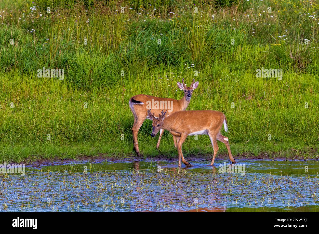 Big buck’s hi-res stock photography and images - Alamy