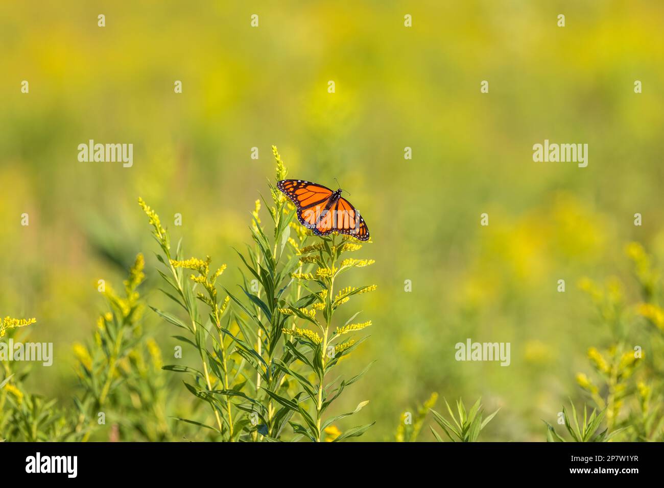 Northern monarch butterfly hi-res stock photography and images - Alamy