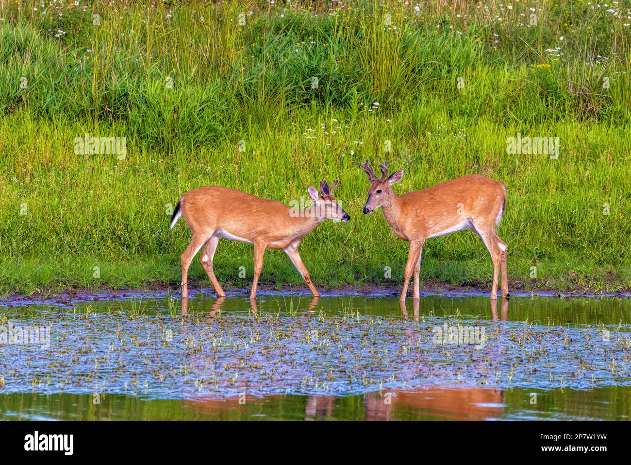 Young white-tailed bucks in northern Wisconsin Stock Photo - Alamy