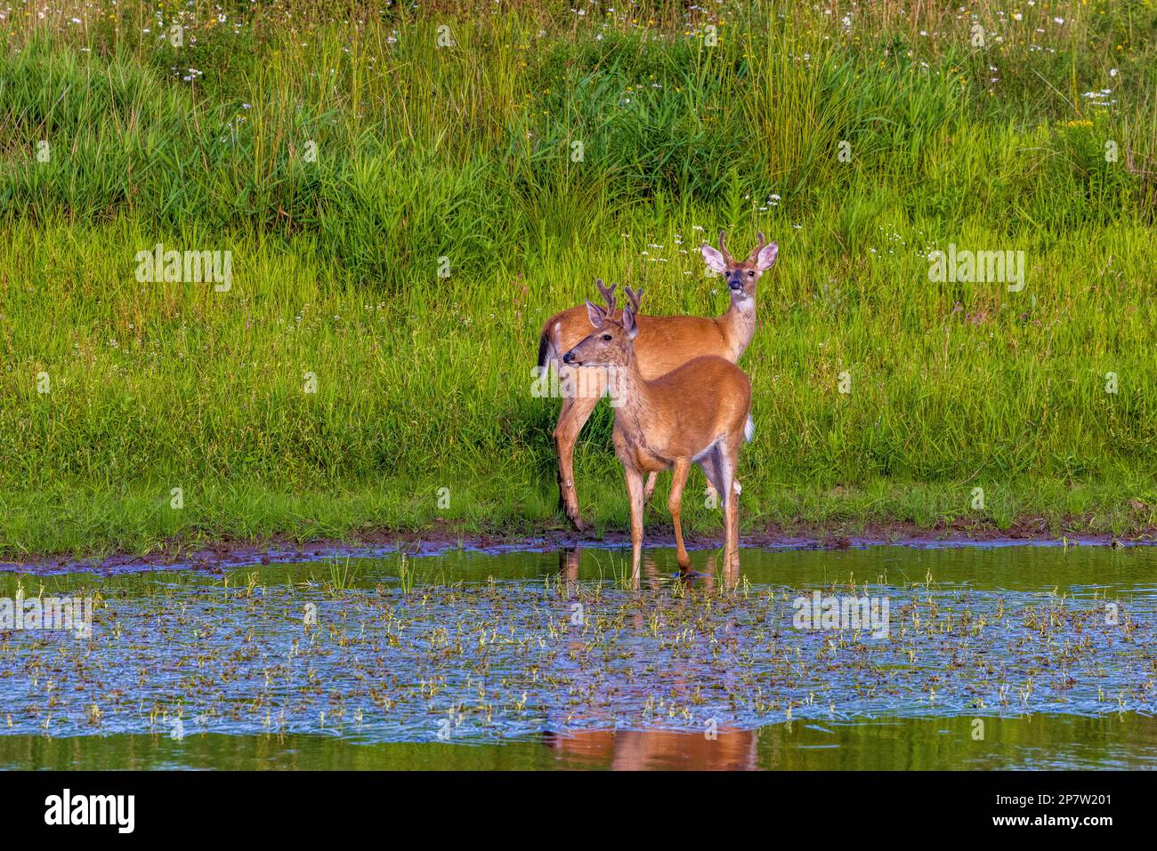 Two young bucks in northern Wisconsin Stock Photo - Alamy