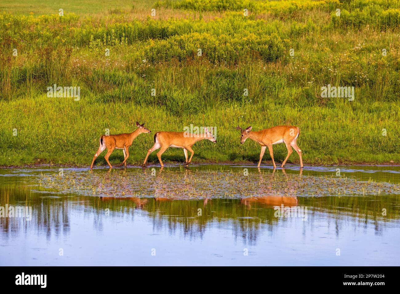 Young white-tailed bucks ready to spar in northern Wisconsin Stock ...