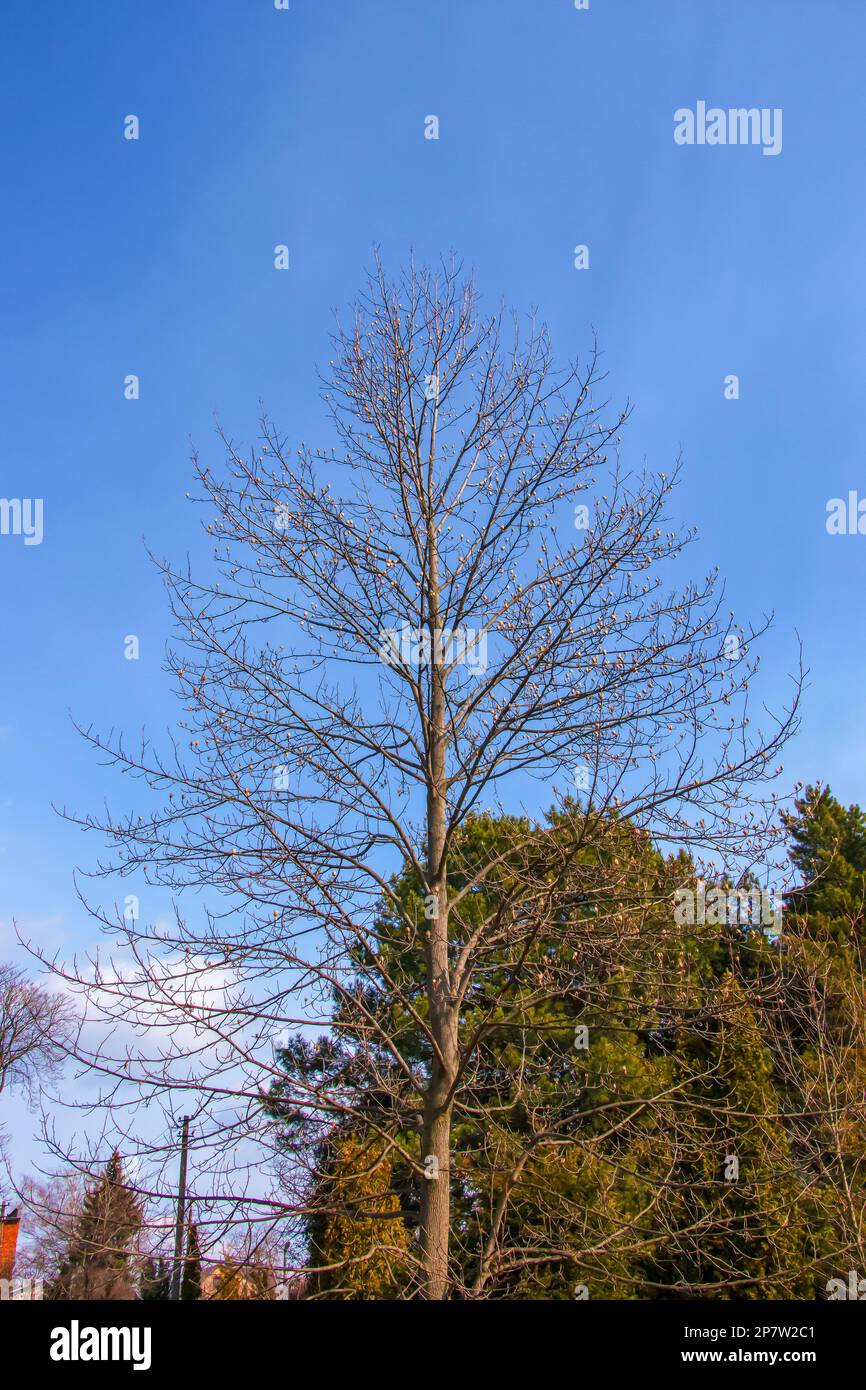 Tulip tree branches with dry flowers and buds against blue sky - Latin ...