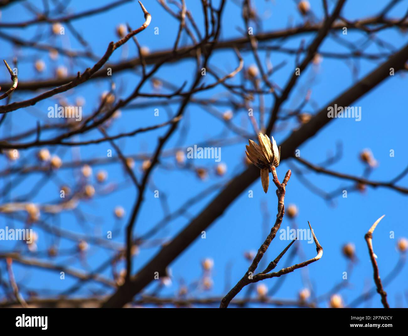 Tulip tree branches with dry flowers and buds against blue sky - Latin ...