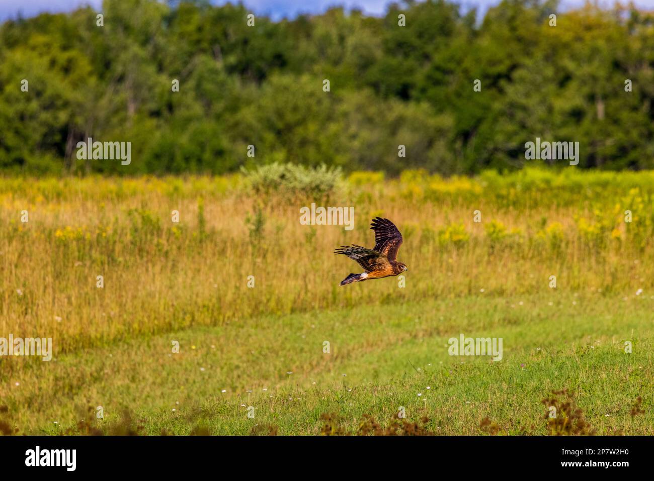 Female northern harrier hunting over a meadow in northern Wisconsin ...