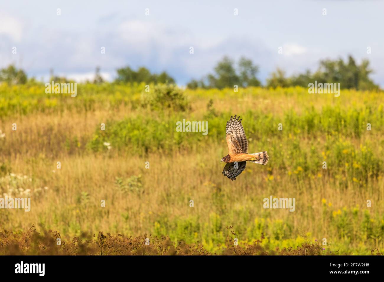 Female northern harrier hunting over a meadow in northern Wisconsin ...