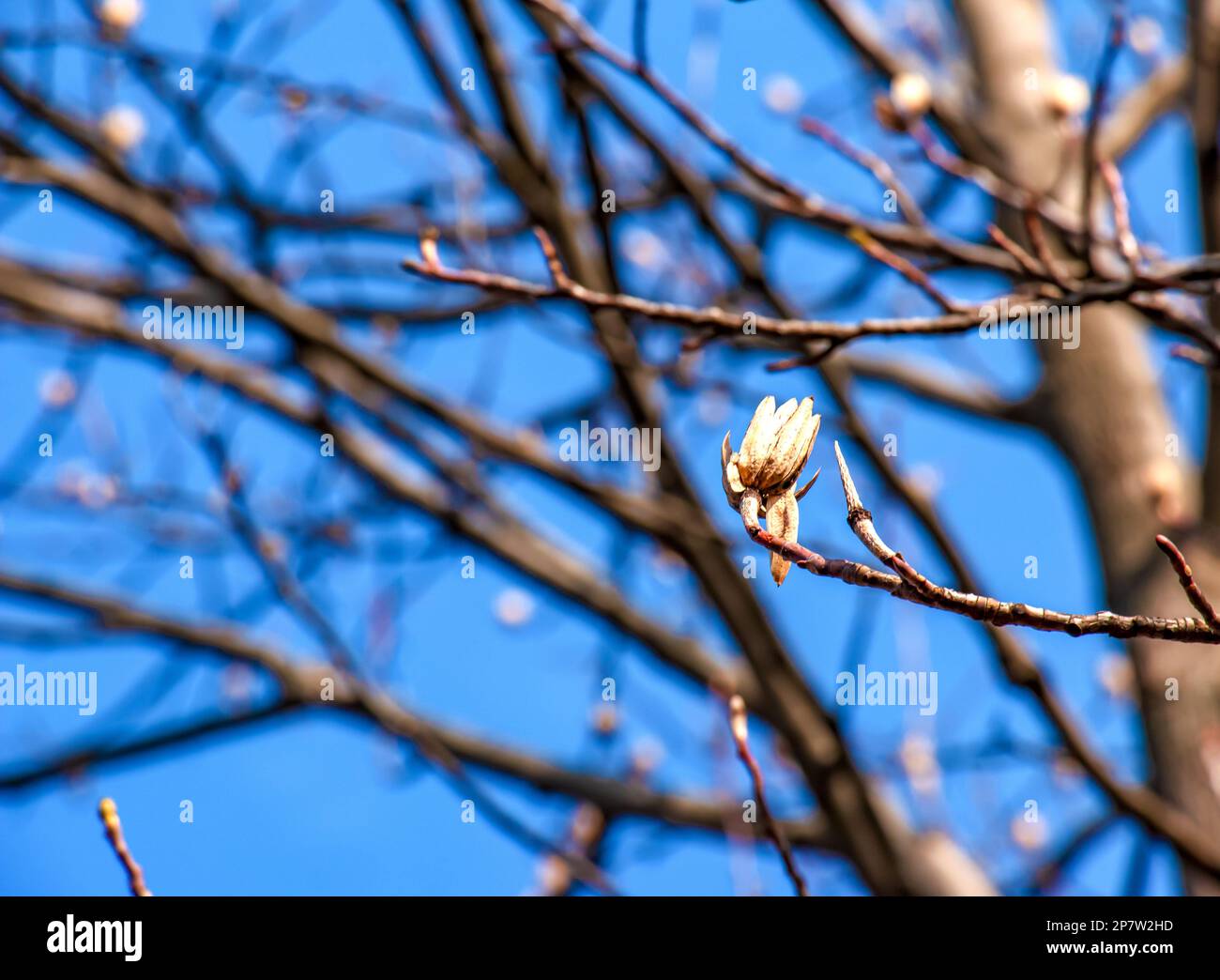 Tulip tree branches with dry flowers and buds against blue sky - Latin ...