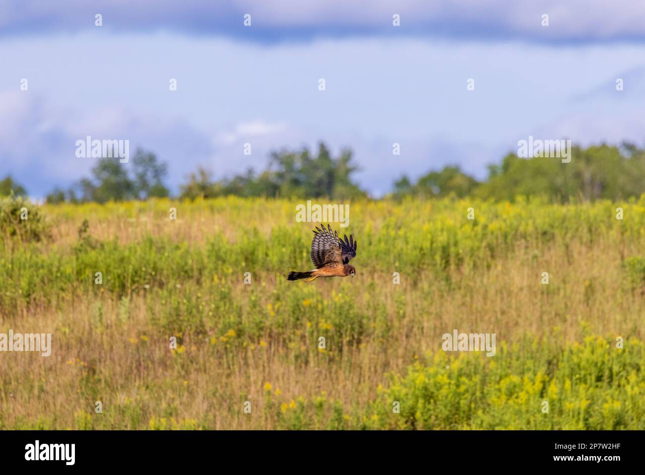 Female northern harrier hunting over a meadow in northern Wisconsin ...