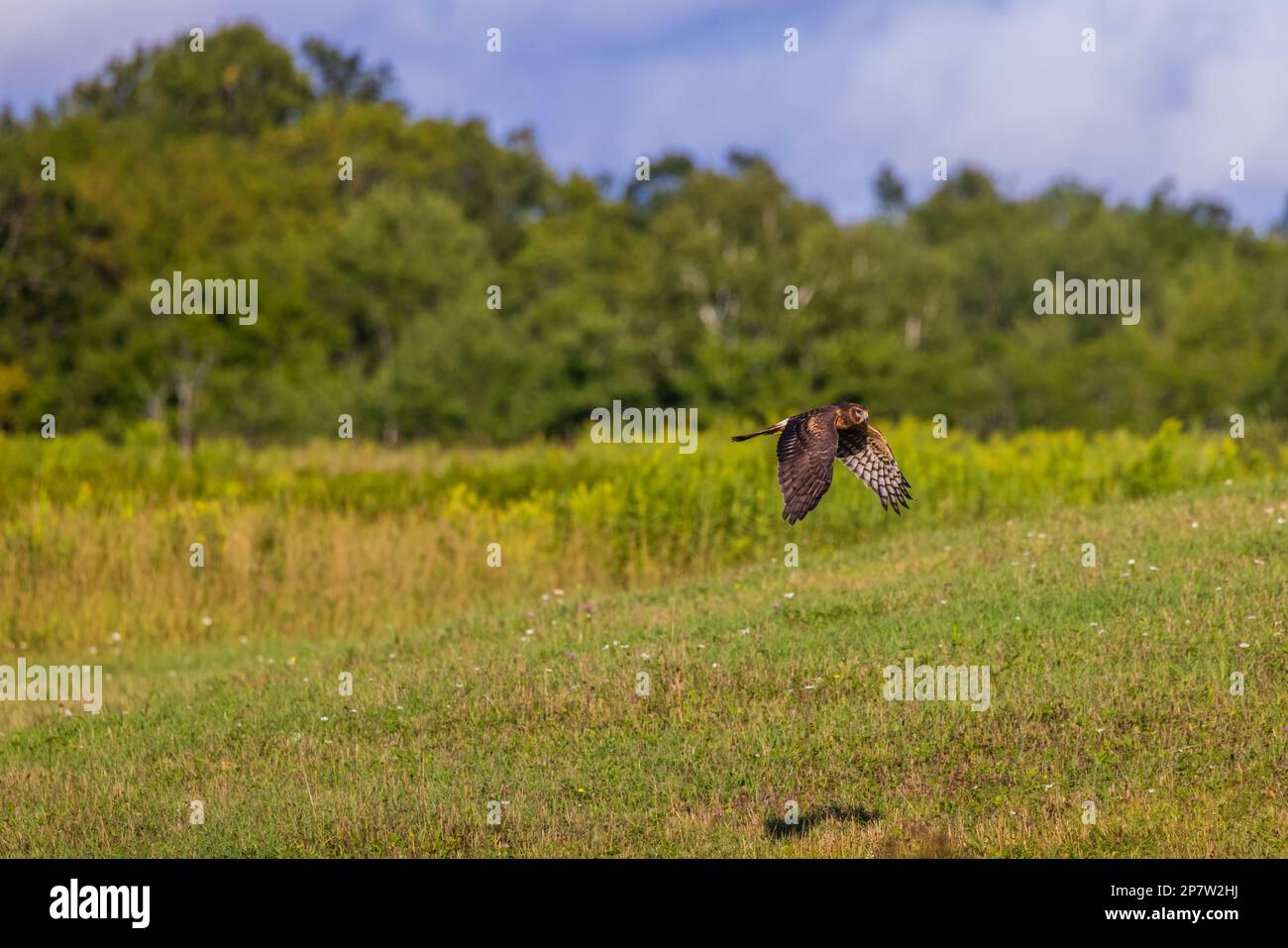 Female northern harrier hunting over a meadow in northern Wisconsin ...