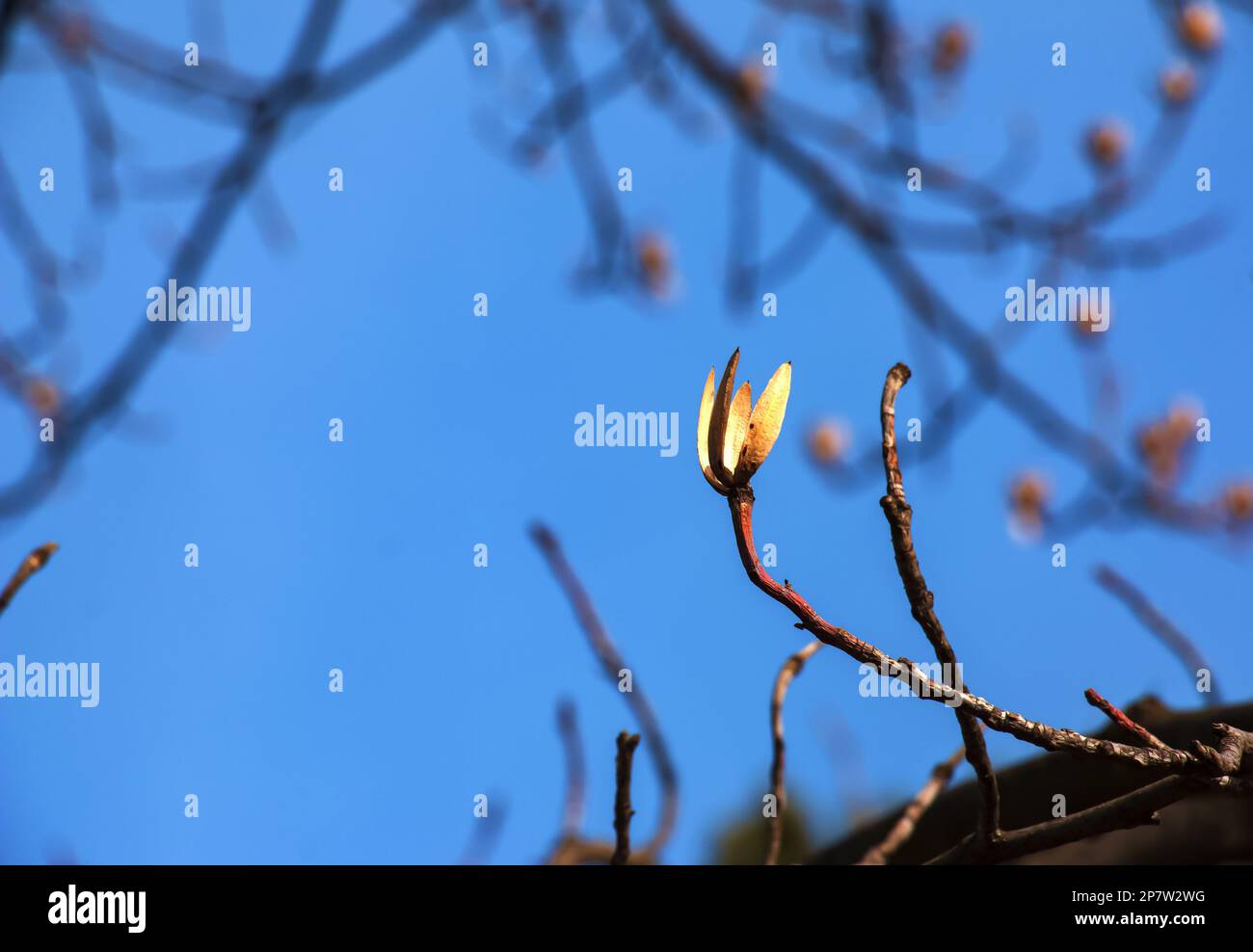 Tulip tree branches with dry flowers and buds against blue sky - Latin ...