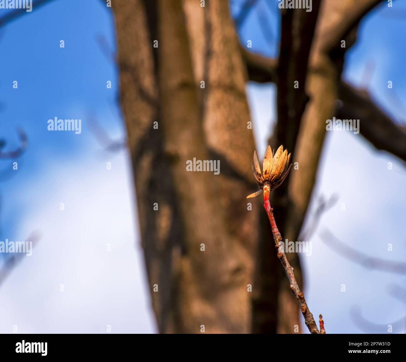 Tulip tree branches with dry flowers and buds against blue sky - Latin ...