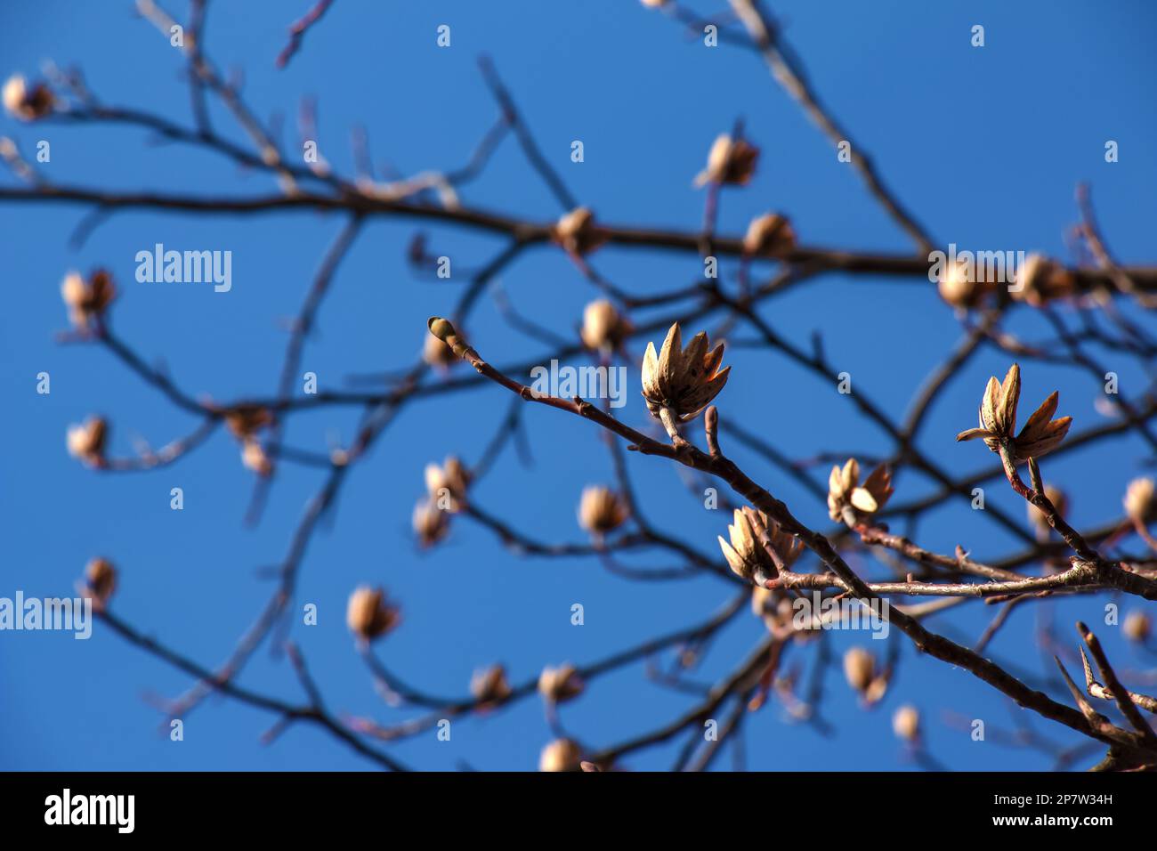 Tulip tree branches with dry flowers and buds against blue sky - Latin ...