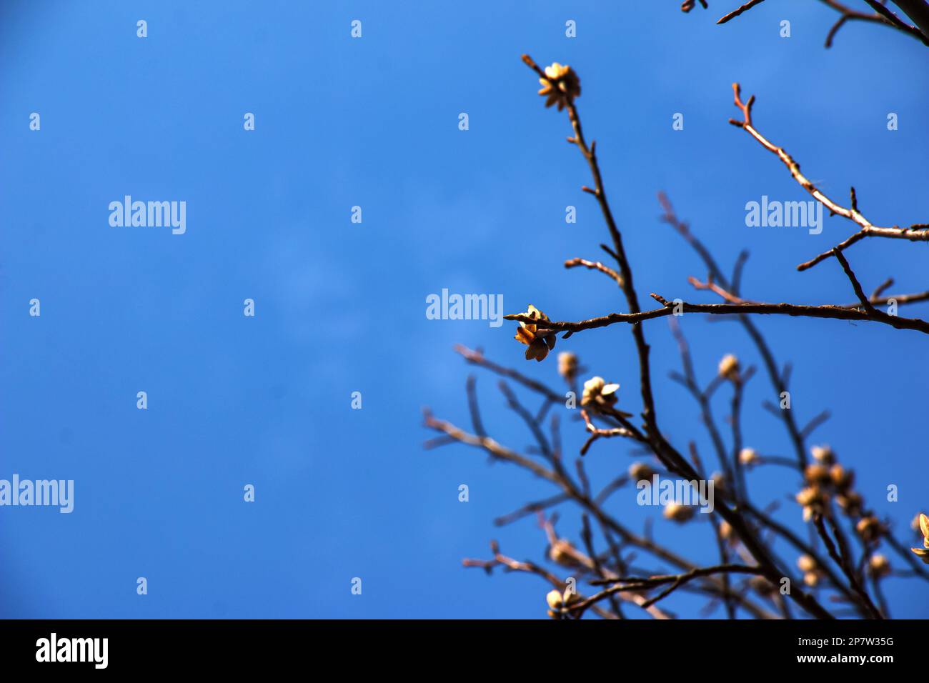 Tulip tree branches with dry flowers and buds against blue sky - Latin ...
