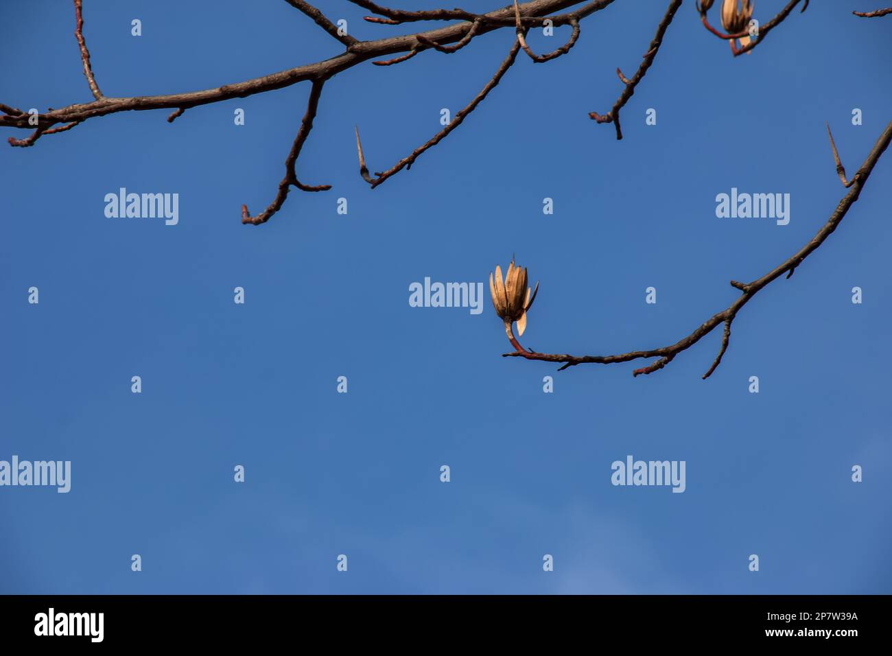Tulip tree branches with dry flowers and buds against blue sky - Latin ...
