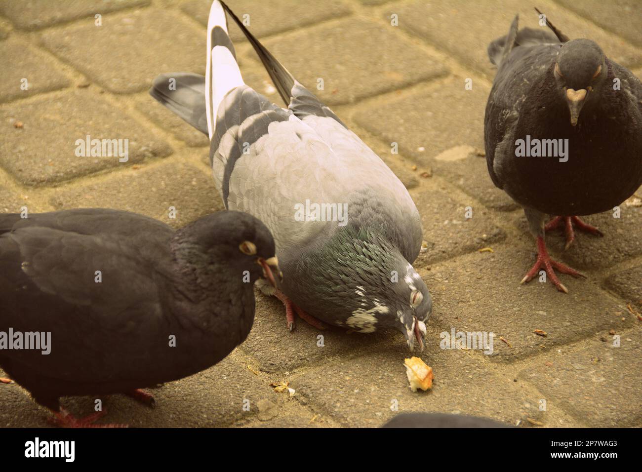 a few pigeons in the city park Stock Photo - Alamy
