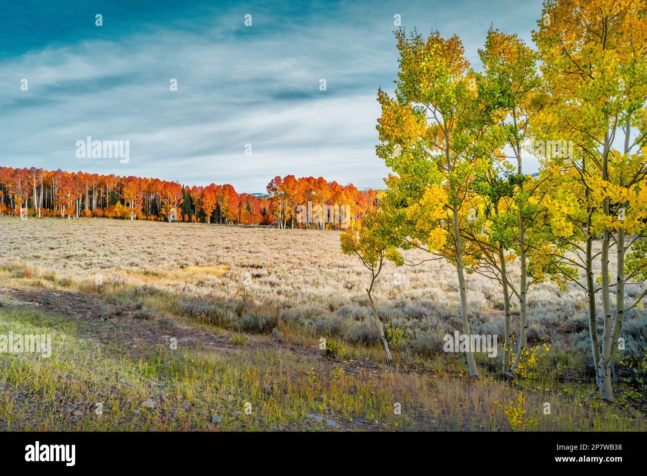 Fall colors in Cedar Breaks National Monument in Utah, USA Stock Photo ...