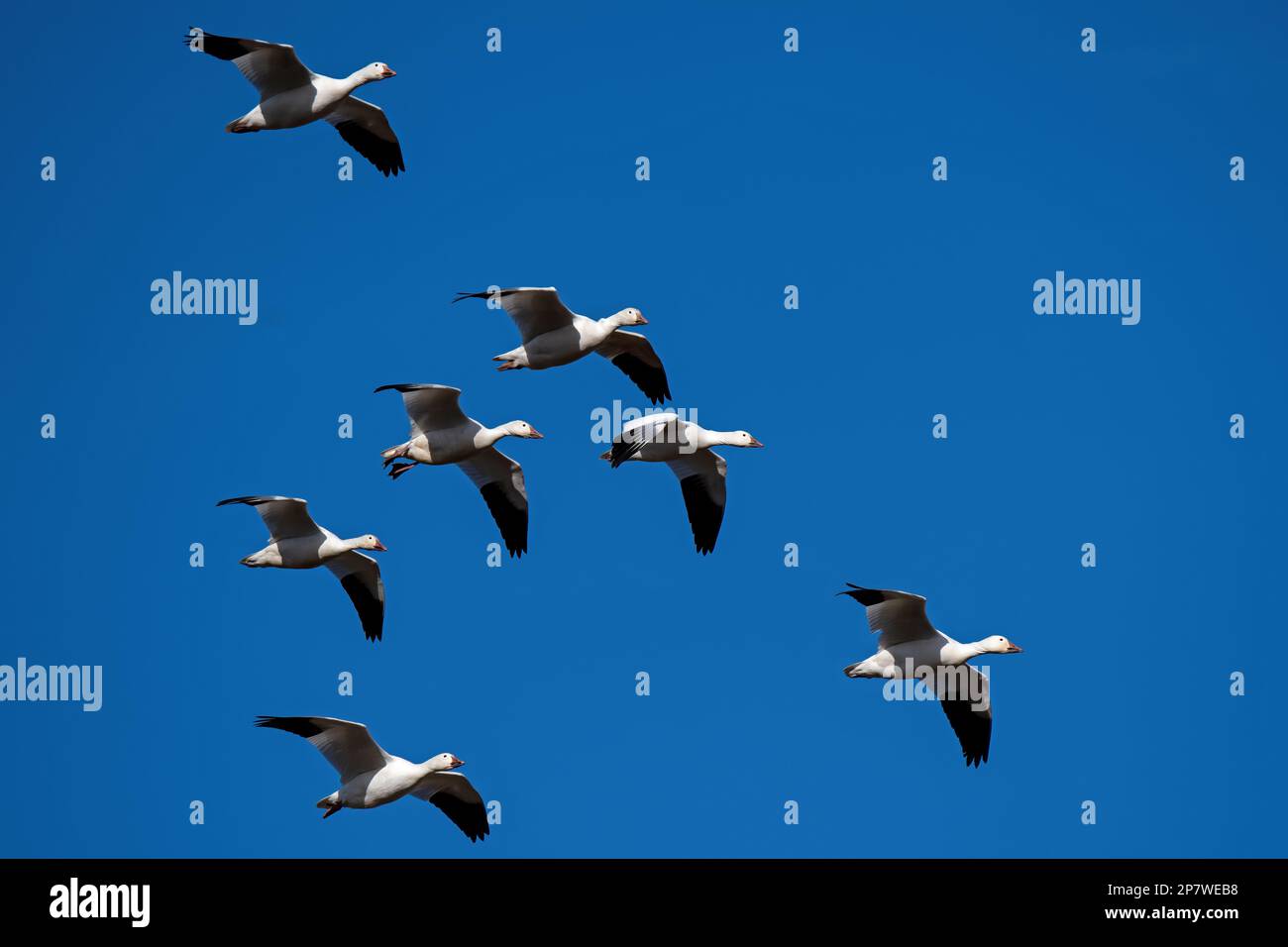 Snow geese flying in formation in the late afternoon sun during spring ...