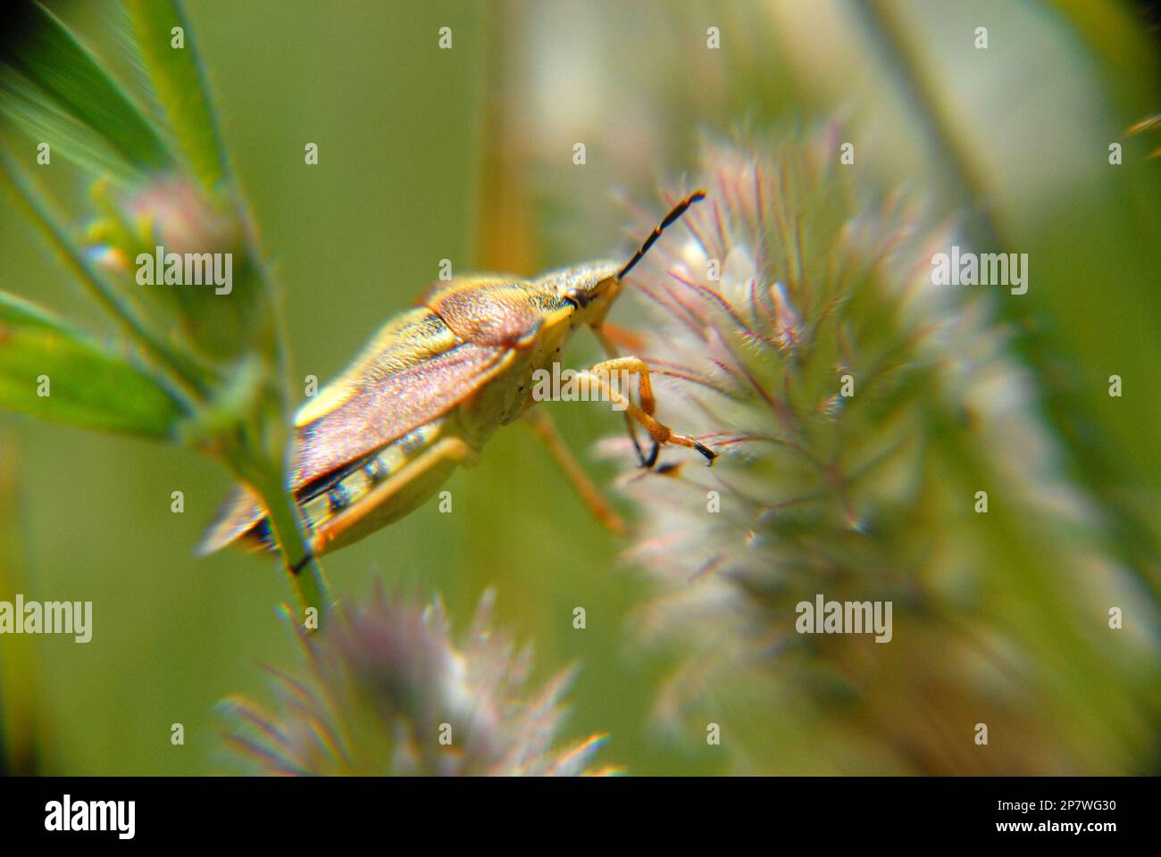 bug insect on a leaf - a super close-up photo Stock Photo - Alamy