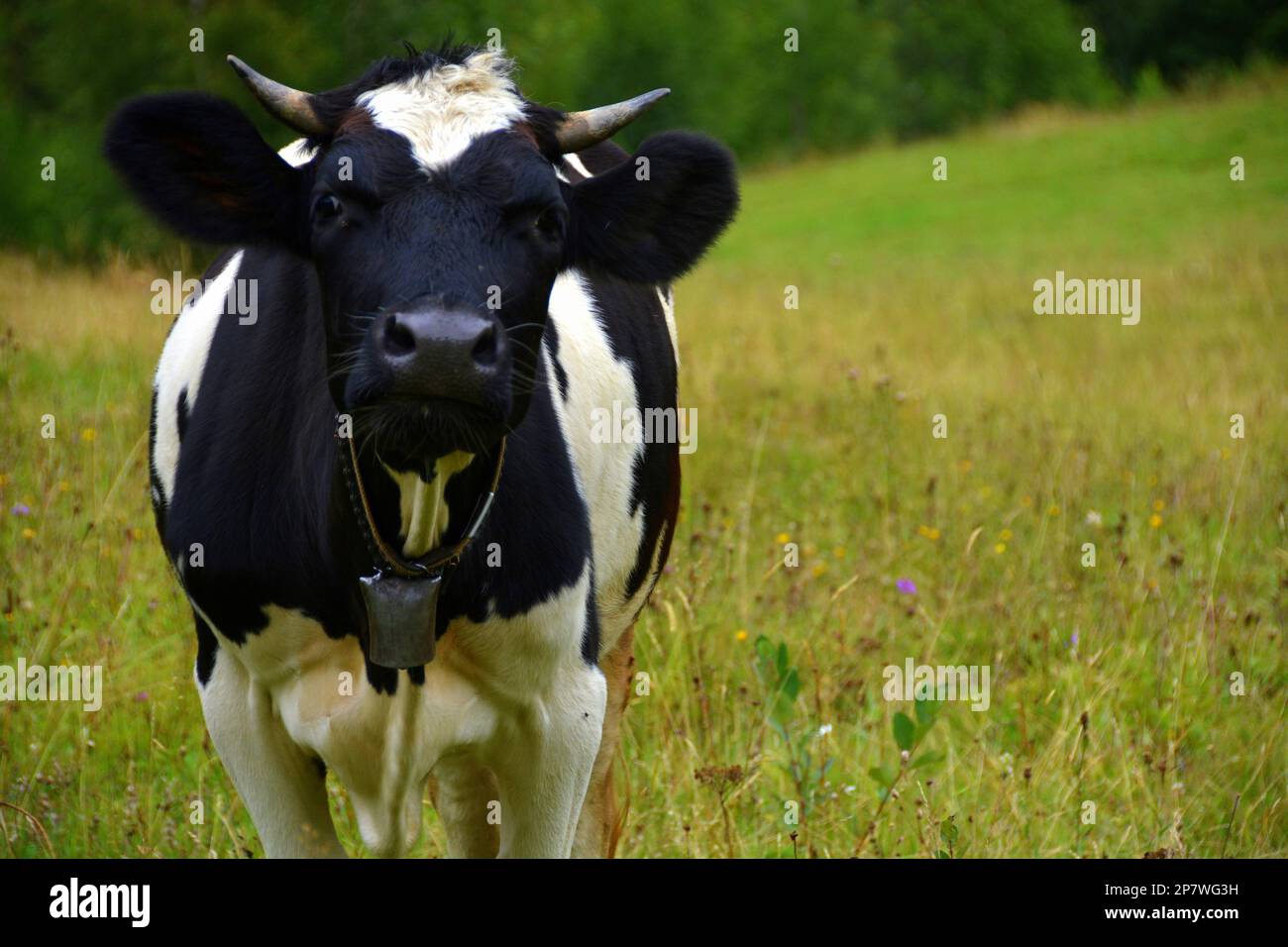 Cow carpathian mountains ukraine hi-res stock photography and images ...