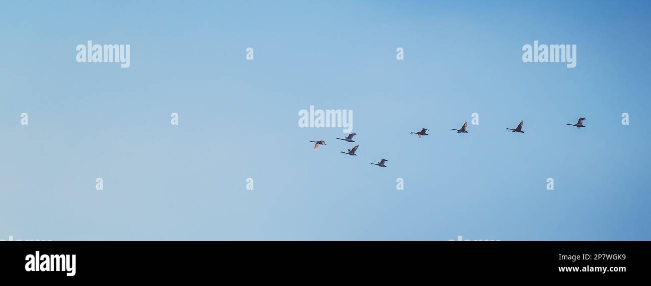 Flock of migrating greylag geese flying in V-formation Stock Photo - Alamy