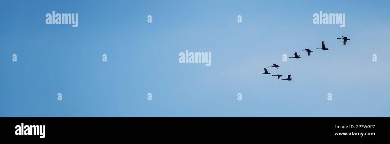 Flock of migrating greylag geese flying in V-formation, banner photo ...